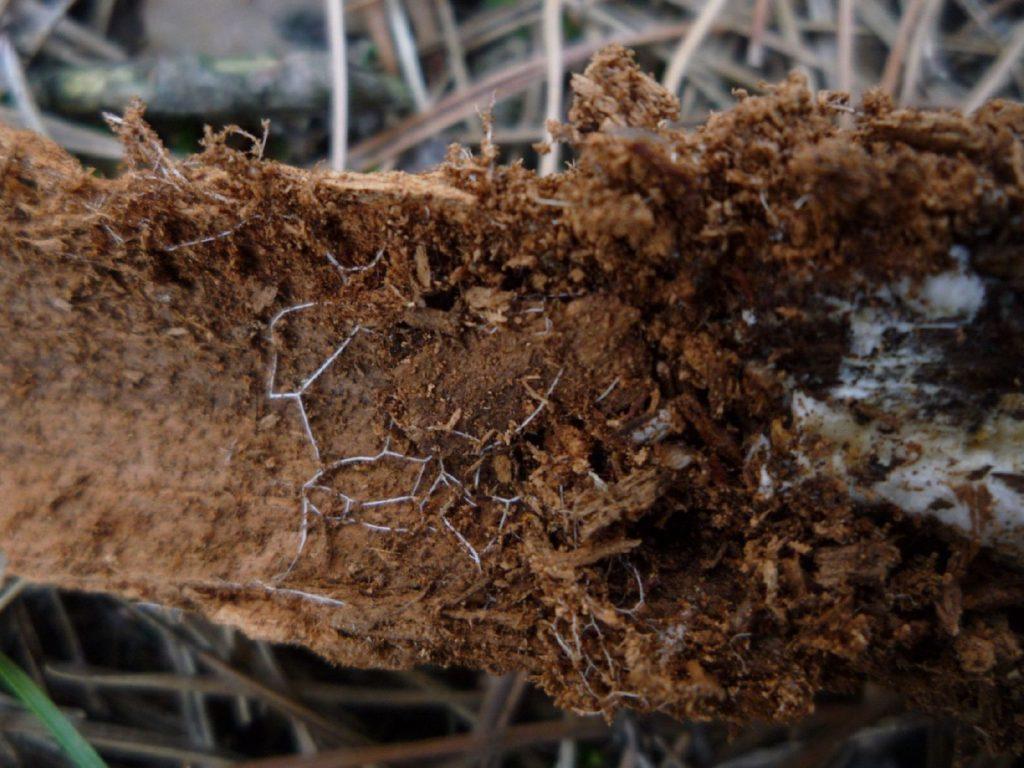 Plants talk to each other using an internet of fungus | Woodz